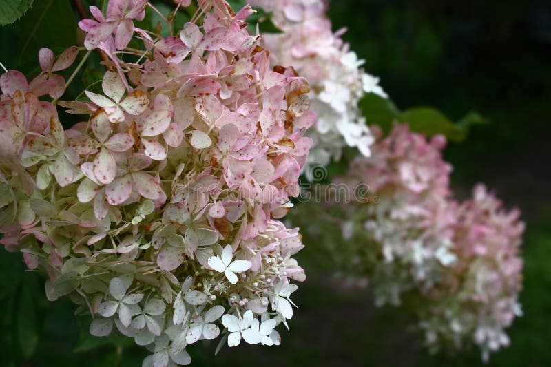 Early Autumn.Hydrangea Inflorescence. Stock Photo - Image of summer ...