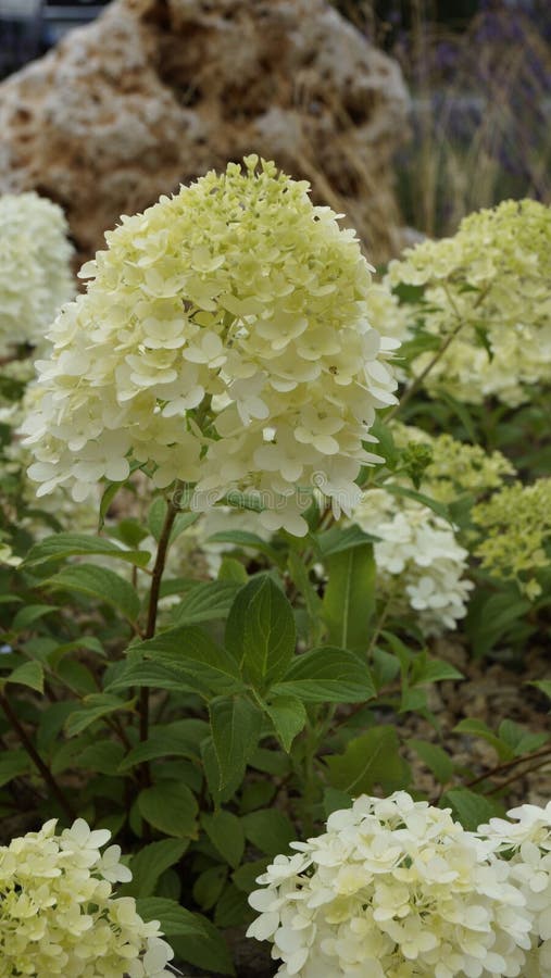 Hydrangea Paniculata Grandiflora, White Hydrangea on a Natural ...