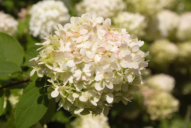 Hydrangea Paniculata Grandiflora, White Hydrangea on a Sunny Day Stock ...