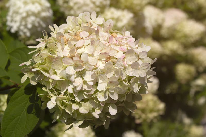Hydrangea Paniculata Grandiflora, White Hydrangea on a Sunny Day Stock ...