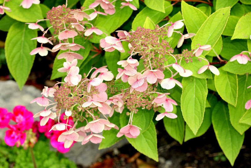 Hydrangea Paniculata `Interhydia`, Pink Diamond Stock Photo - Image of ...