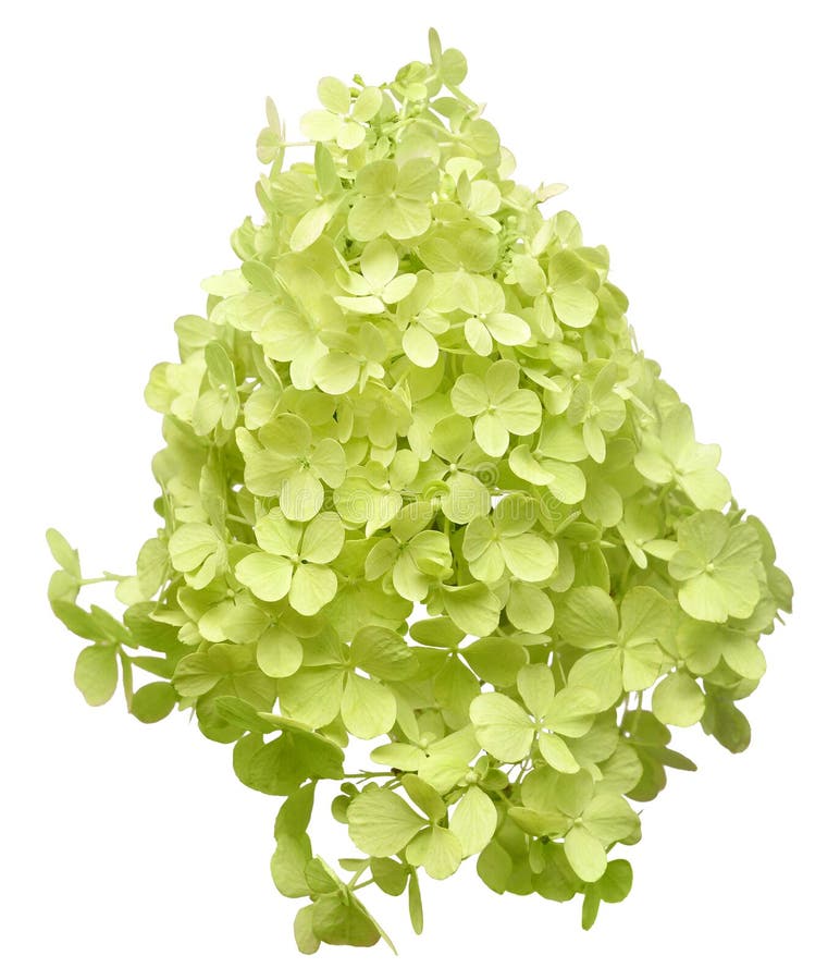 Hydrangea Paniculata Isolated on White Background Stock Photo - Image ...