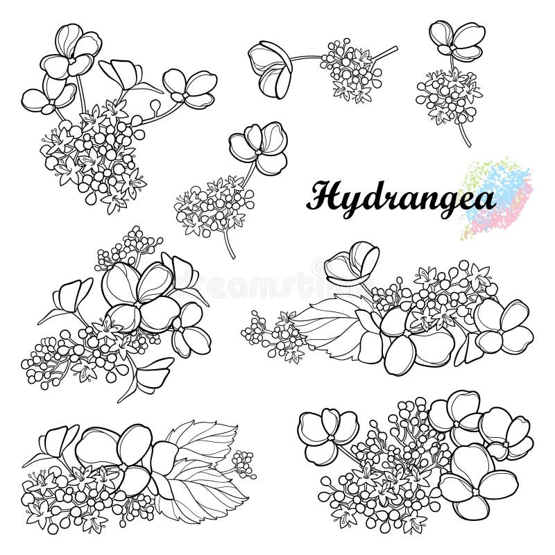Set With Outline Paniculate Hydrangea Or Hortensia Flower Bunch With