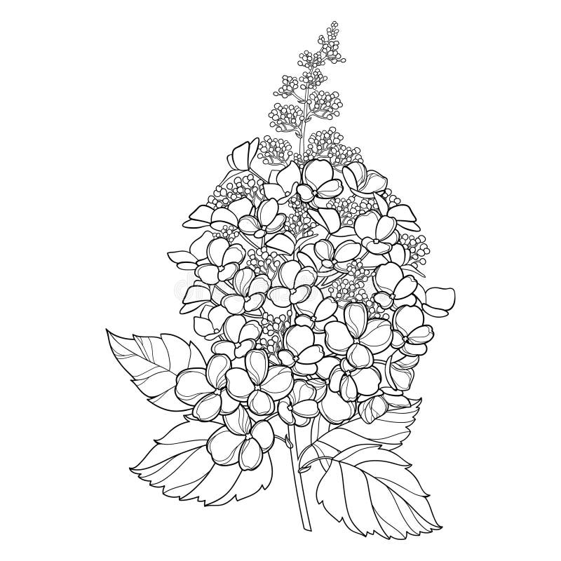 Outline Hydrangea Leaf Stock Illustrations – 882 Outline Hydrangea Leaf ...