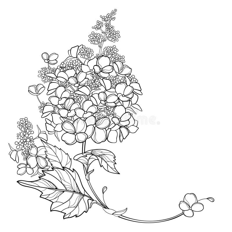 Outline Hydrangea Leaf Stock Illustrations – 882 Outline Hydrangea Leaf ...