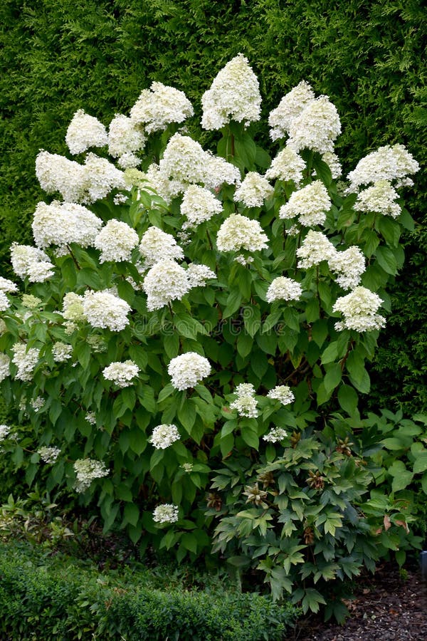 Hydrangea Paniculata or Limelight Flower Stock Photo - Image of bloom ...