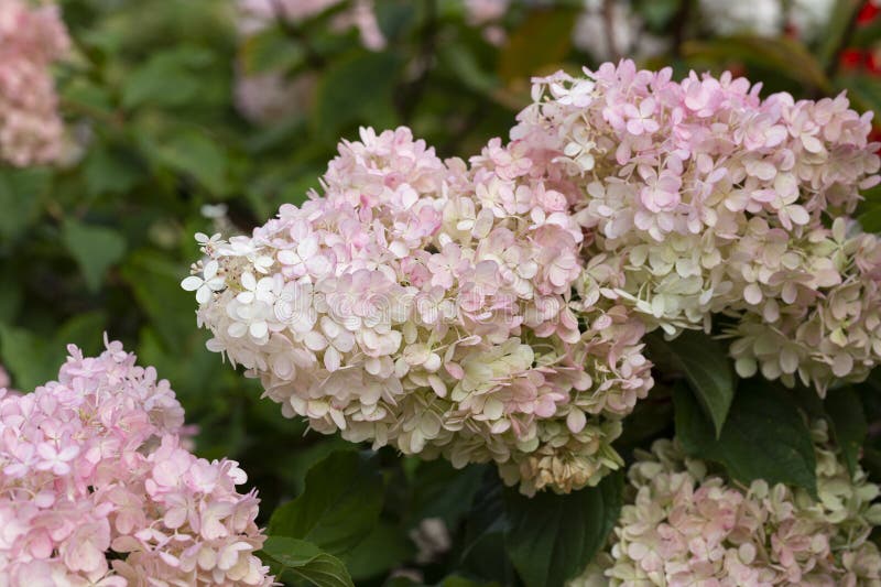 Hydrangea Paniculata, the Panicled Hydrangea, is a Species of Flowering ...