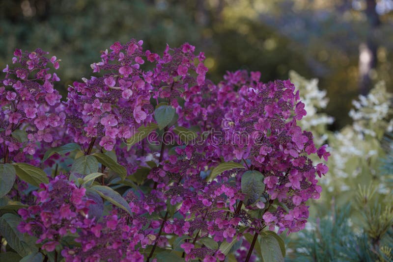 Hydrangea Paniculata, the Panicled Hydrangea Stock Image - Image of ...