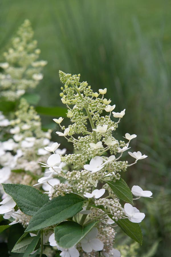 Hydrangea Paniculata or Panicled Hydrangea Stock Photo - Image of large ...
