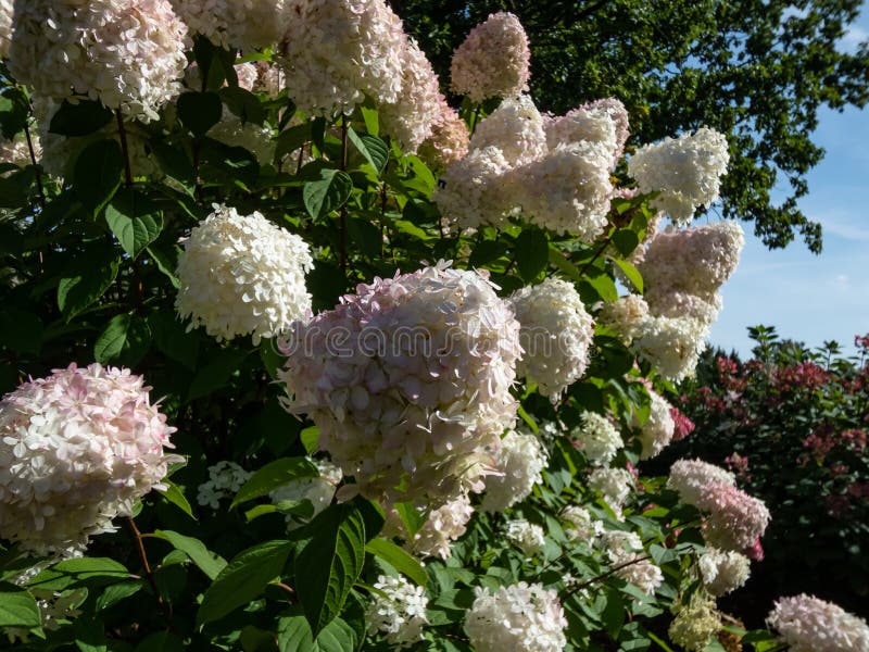 Hydrangea Paniculata Phantom Flowering with Dense Flowers, Opening ...