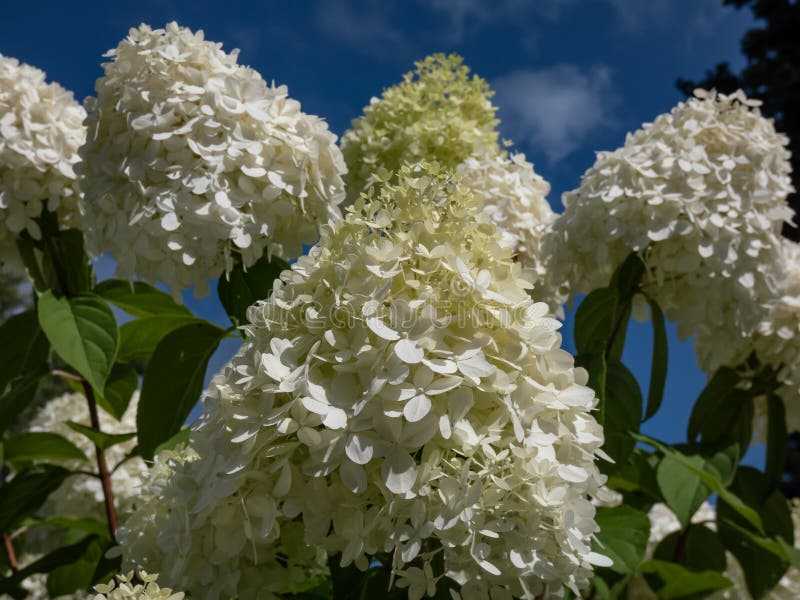 Hydrangea Paniculata Phantom Flowering with Conical Flowers, Opening ...