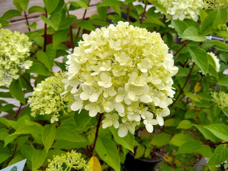 Hydrangea Paniculata `Phantom` Stock Photo - Image of paniculate ...