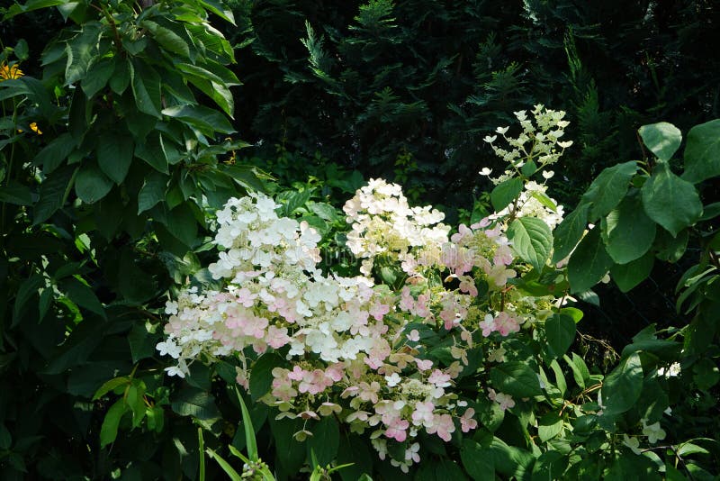 Hydrangea Paniculata `Pinky Winky` is the First Panicle Hydrangea that ...
