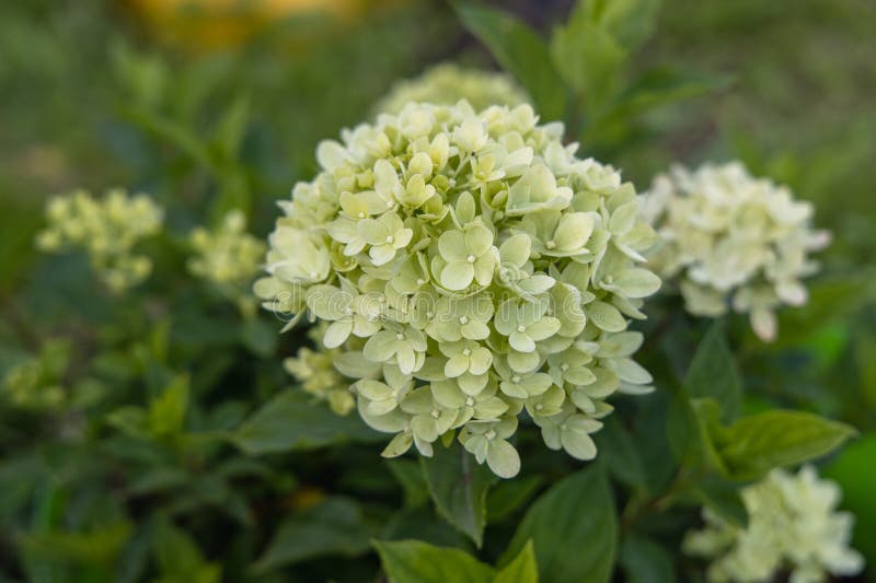 Hydrangea Paniculata Sort Limelight: Hydrangea with Green Flowers ...