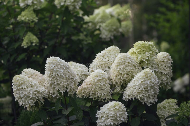 Hydrangea Paniculata or Panicled Hydrangea Abundant White Flowers Stock ...