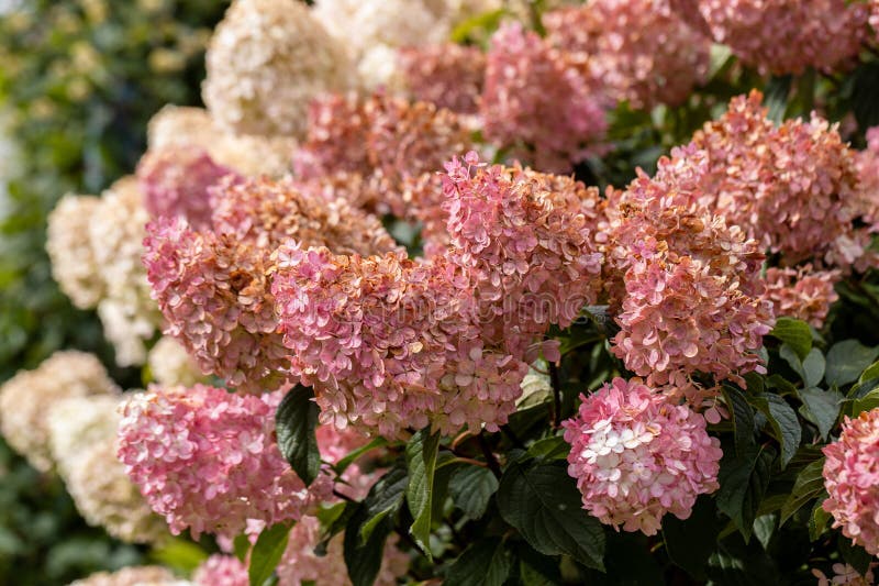 Hydrangea Paniculata Vanille Fraise on a Stem Stock Photo - Image of ...