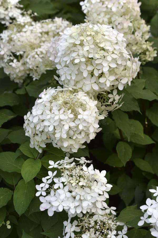 Hydrangea Paniculata. the White Flowers of Hydrangea Paniculata Stock ...