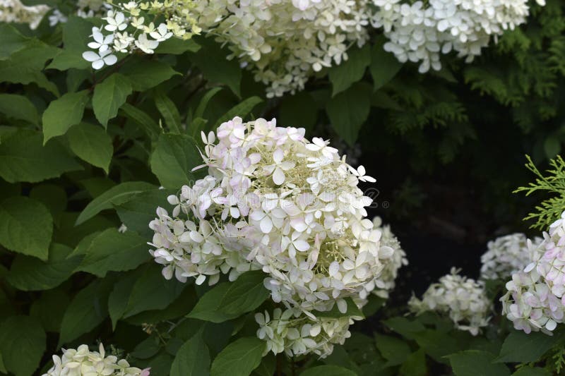 Hydrangea Paniculata. the White Flowers of Hydrangea Paniculata Stock ...