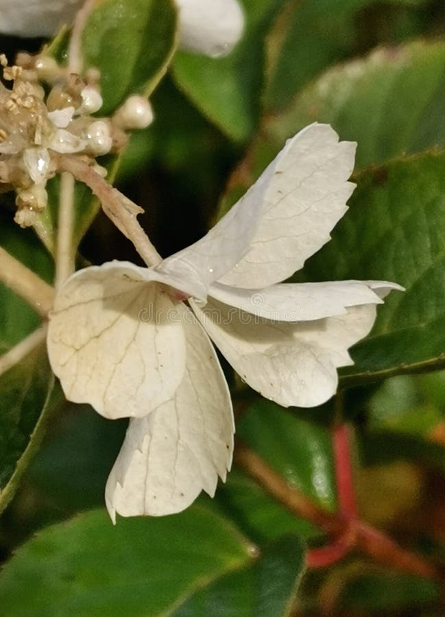 Hydrangea Paniculata White Lady Stock Image - Image of white, macro ...