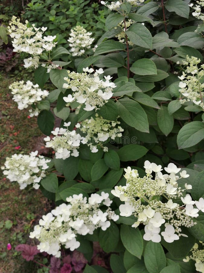 Hydrangea Paniculata Wim S Red Blooms in a Garden in July Stock Photo ...