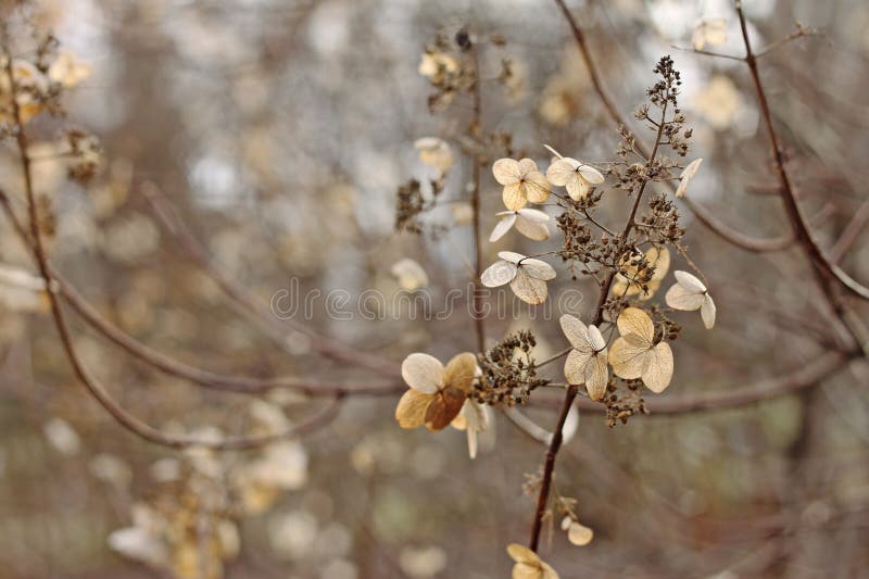 Hydrangea Paniculata in Winter Stock Image - Image of season, january ...
