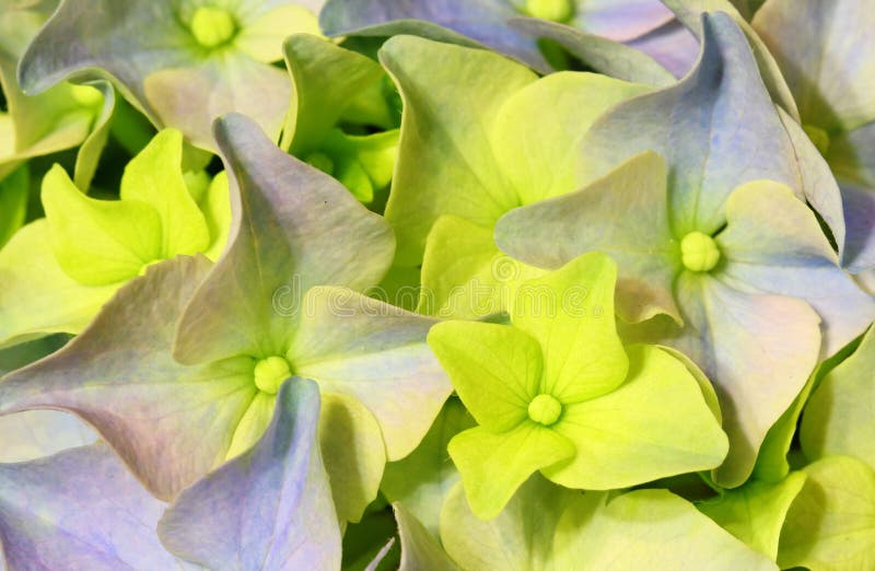 Hydrangea stock photo. Image of flora, blossoms, plant - 39706286