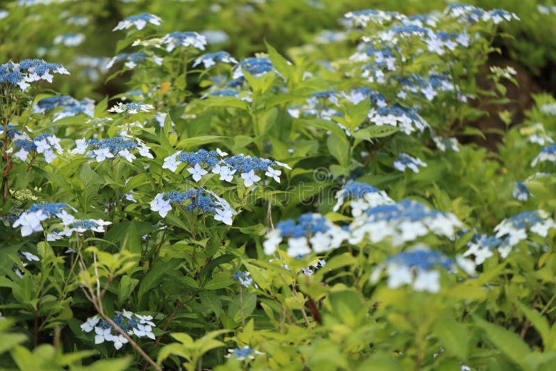 Hydrangea stock image. Image of summer, outdoor, flower - 74697133