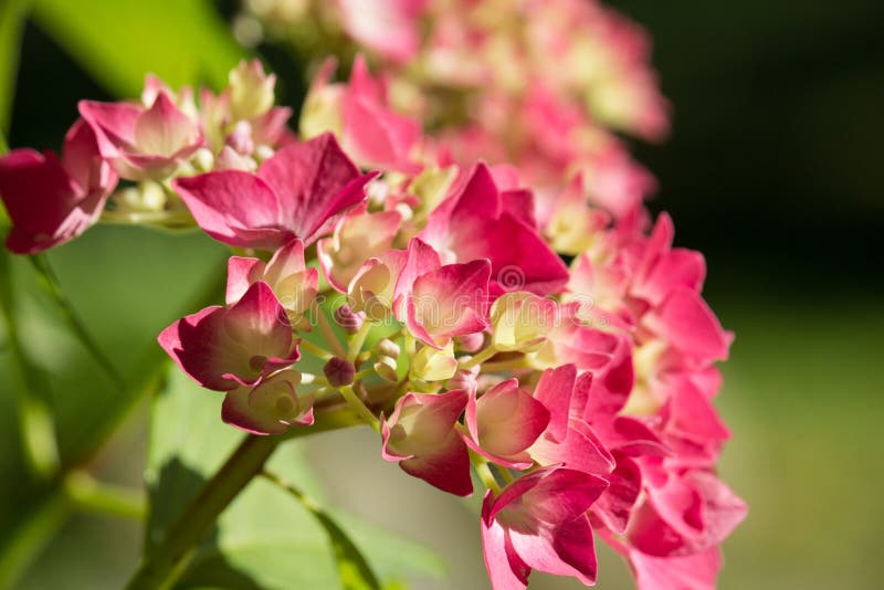 Hydrangea Pink Flowers on Sunset Stock Image - Image of beautiful ...