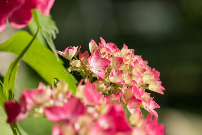 Hydrangea Pink Flowers on Sunset Stock Image - Image of floral ...