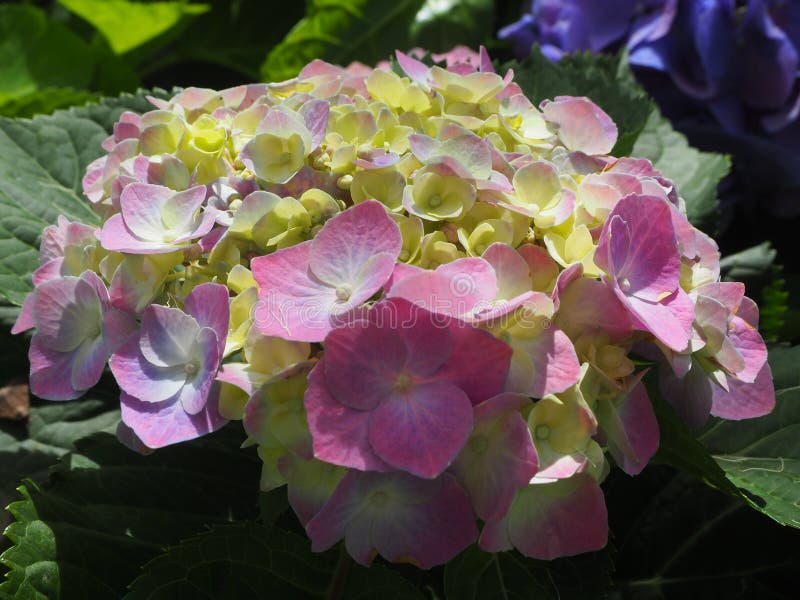 Hydrangea stock photo. Image of yellow, hydrangea, botanic - 73463322