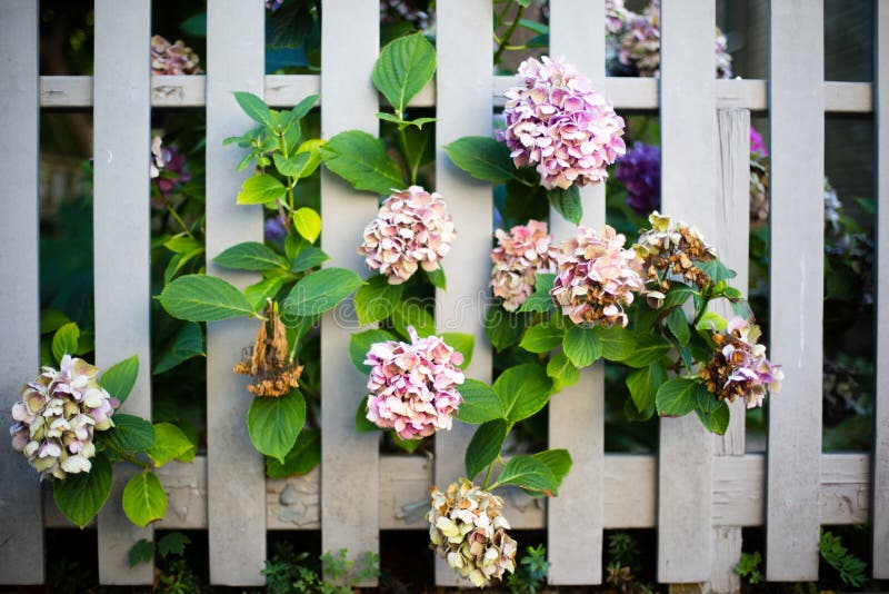 Hydrangea plant stock photo. Image of garden, fence, picket - 76106368