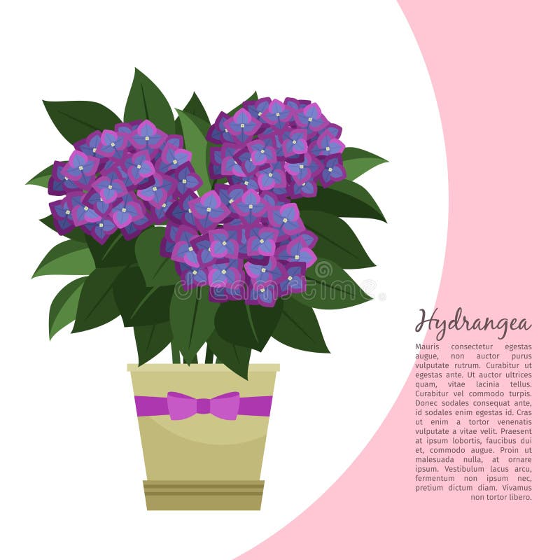 Hydrangea Plant in Pot Banner Stock Vector - Illustration of elegance ...
