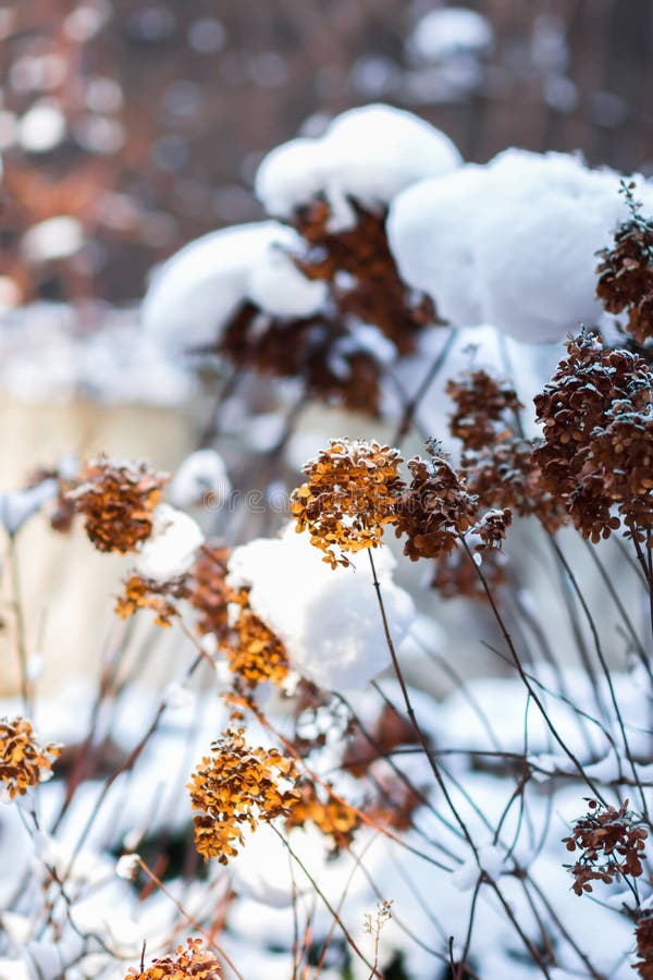 Hydrangea Plants with Blossoms in Winter Time Covered with Snow in the ...