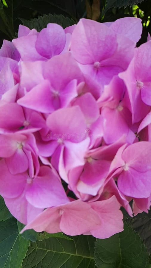 Hydrangea, the Queen of Summer Stock Video - Video of bright, queen ...