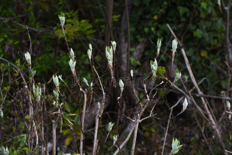 Hydrangea Quercifolia Sprouts Stock Photo - Image of north, kanagawa ...