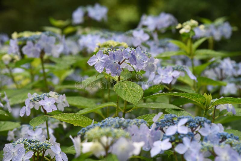 Hydrangea in the rain stock image. Image of closeup - 150185417