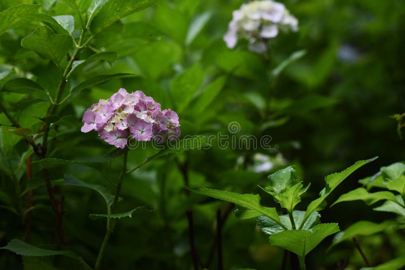 Hydrangea in the rain stock image. Image of flower, gardening - 150185455