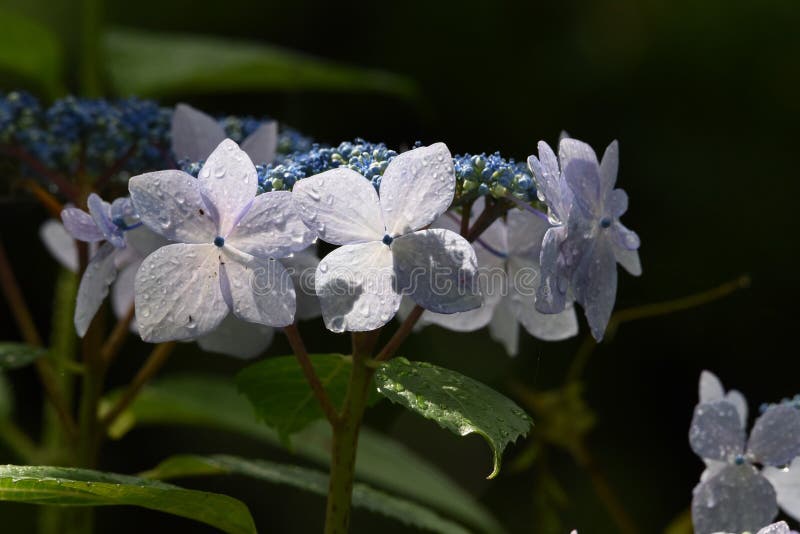 Hydrangea in the rain stock photo. Image of natural - 150185464