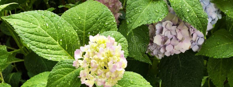 Hydrangea after rain stock photo. Image of herbaceous - 324355072