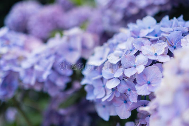 Hydrangea in rainy season stock image. Image of flora - 220519433