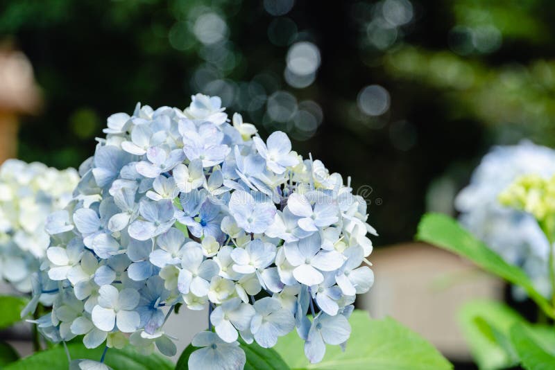 Hydrangea in rainy season stock photo. Image of color - 220519454