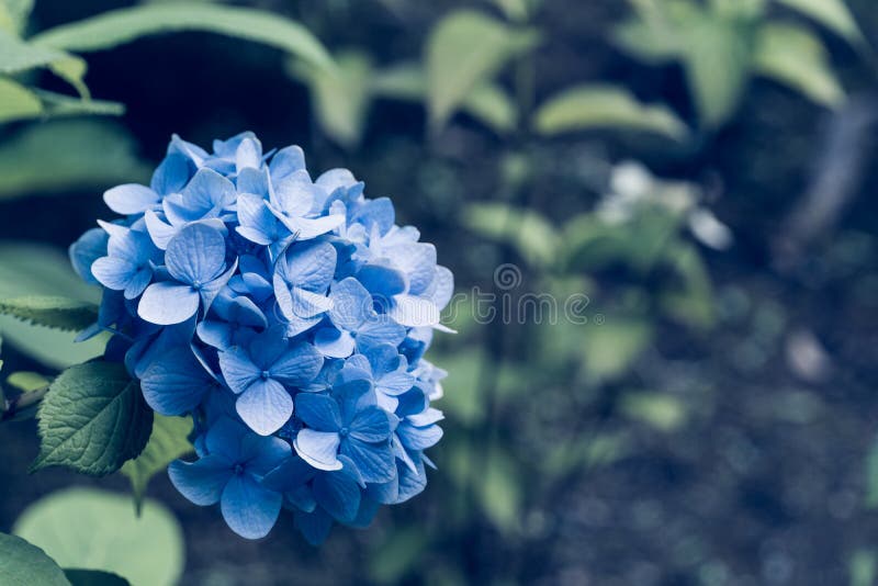 Hydrangea in rainy season stock photo. Image of beauty - 220811840