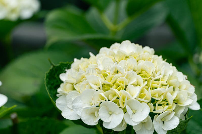 Hydrangea in rainy season stock photo. Image of floral - 220519456