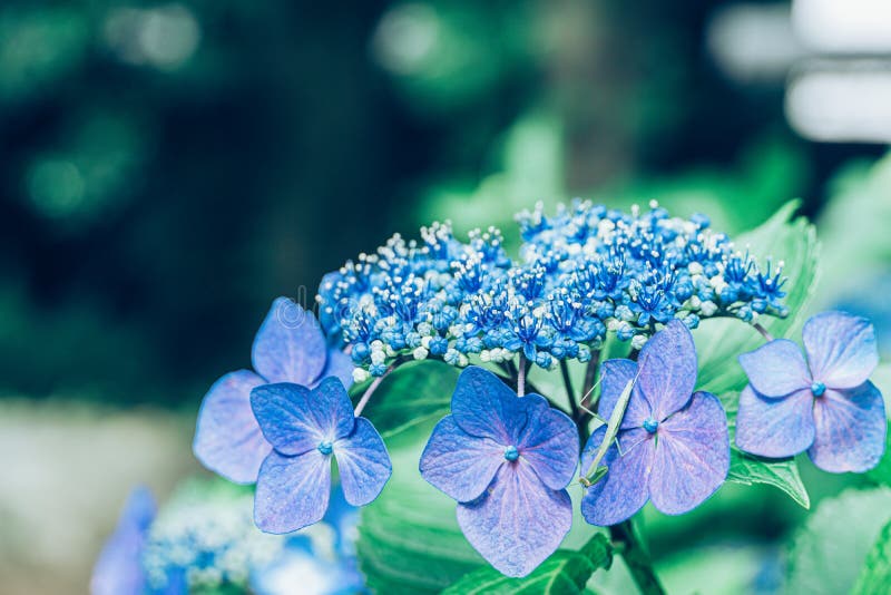 Hydrangea in rainy season stock image. Image of june - 220811839