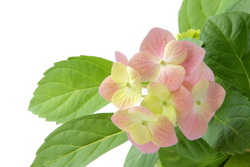 Hydrangea rose d'isolement photo stock. Image du vivacité - 7118526