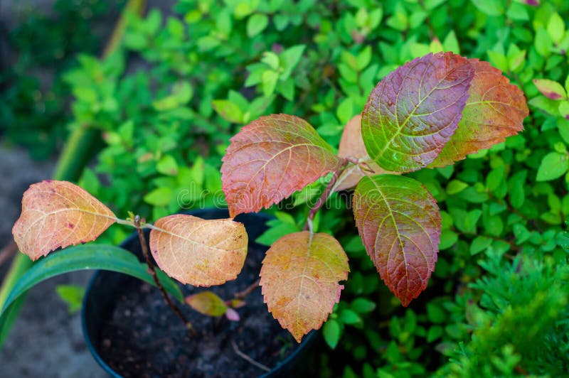 Hydrangea Seedlings with Multi-colored Leaves in a Pot, Surrounded by ...