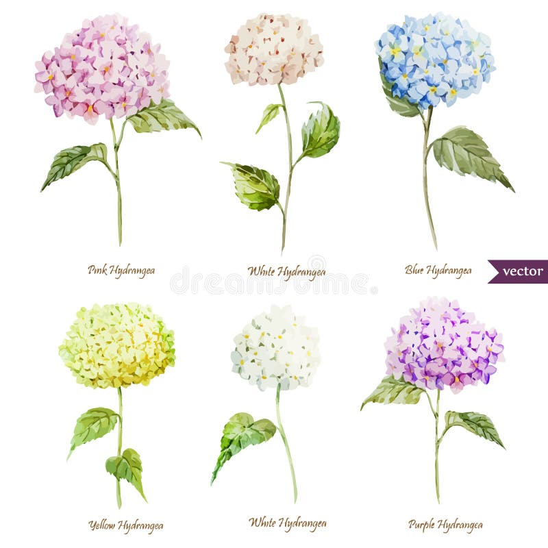 Hydrangea set stock vector. Illustration of painting - 50177811