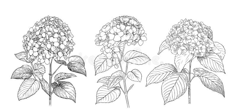 Hydrangea Set Sketch Hand Drawn in Doodle Style Vector Illustration ...