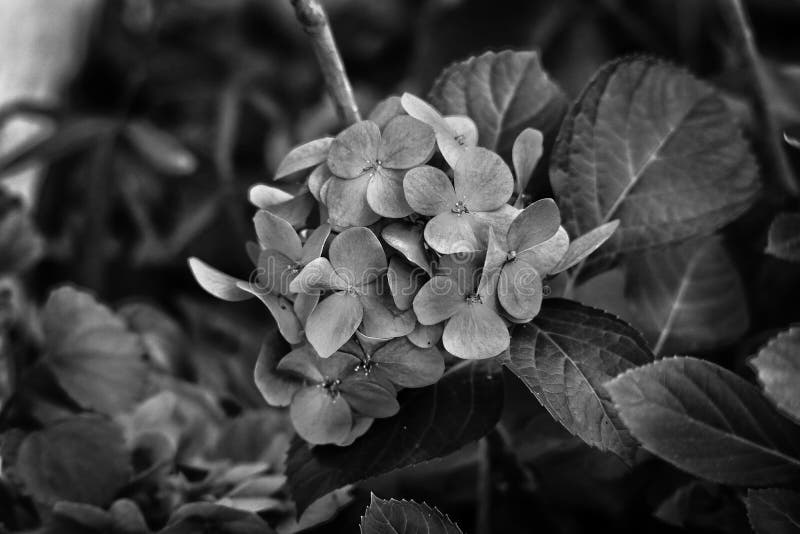 Hydrangea in Shades of Grey Stock Photo - Image of nature, hydrangea ...