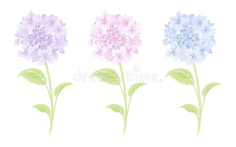 Hydrangea Single Flower Three Color Set Stock Vector - Illustration of ...